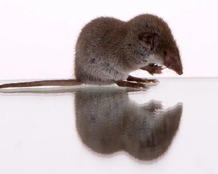 Lesser white-toothed shrew - Facts, Diet, Habitat & Pictures on ...