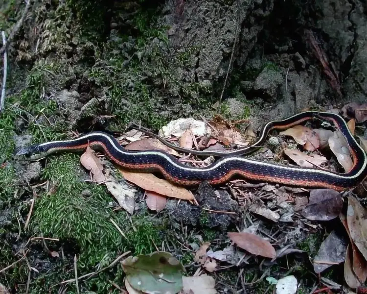 Thamnophis sirtalis infernalis - факти, дієта, ареал і фотографії на ...