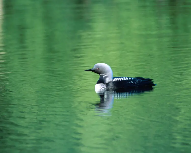 Pacific loon - Facts, Diet, Habitat & Pictures on Animalia.bio