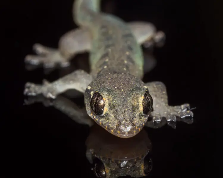 Dubious dtella - Facts, Diet, Habitat & Pictures on Animalia.bio