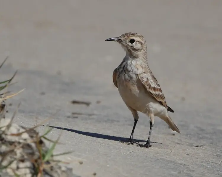 Common miner - Facts, Diet, Habitat & Pictures on Animalia.bio