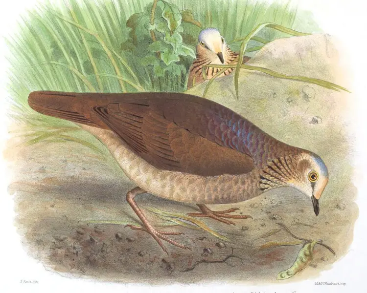 Zentrygon chiriquensis - факти, дієта, ареал і фотографії на Animalia.bio