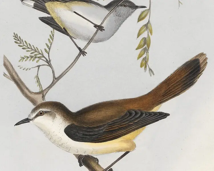 Acanthiza cinerea - Fatti, dieta, habitat e immagini su Animalia.bio