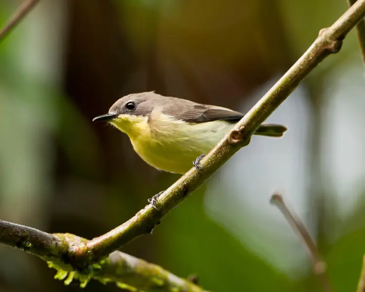 Ріроріро золотоволий - факти, дієта, ареал і фотографії на Animalia.bio