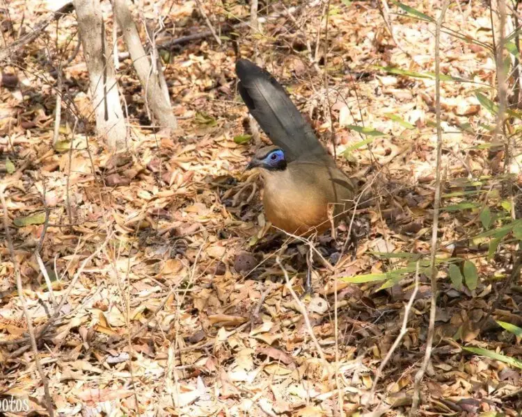 Giant coua - Facts, Diet, Habitat & Pictures on Animalia.bio