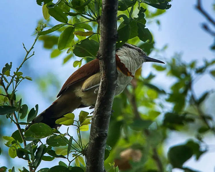 Giant wren - Facts, Diet, Habitat & Pictures on Animalia.bio