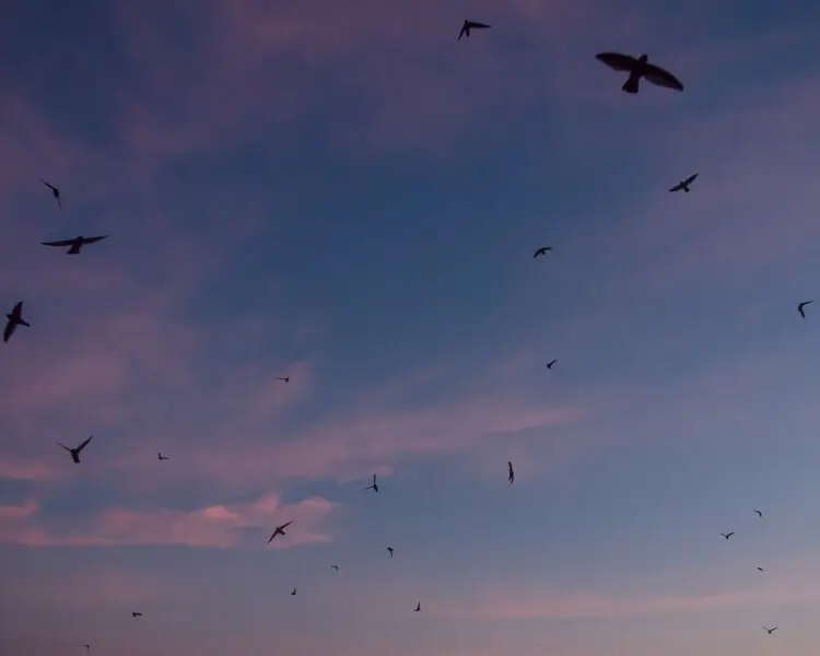 Collocalia esculenta - факти, дієта, ареал і фотографії на Animalia.bio