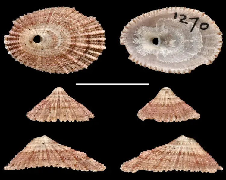Diodora fuscocrenulata - Facts, Diet, Habitat & Pictures on Animalia.bio