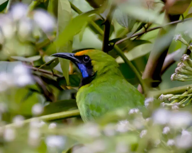 Golden-fronted leafbird - Facts, Diet, Habitat & Pictures on Animalia.bio