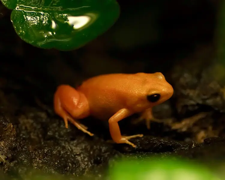 Golden mantella - Facts, Diet, Habitat & Pictures on Animalia.bio