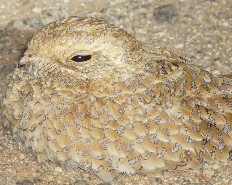 Caprimulgus eximius - факти, дієта, ареал і фотографії на Animalia.bio