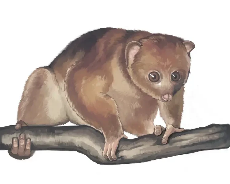 Maki ursino dorato - Fatti, dieta, habitat e immagini su Animalia.bio