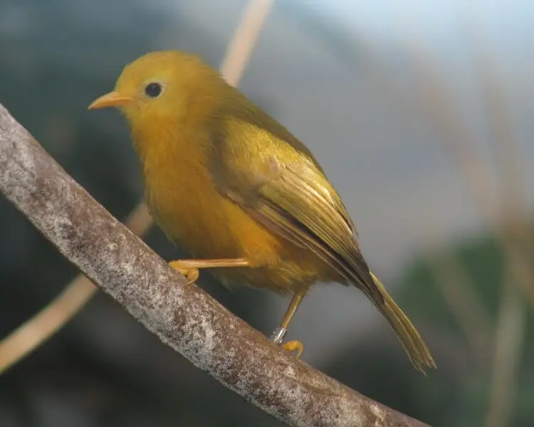 Golden white-eye - Facts, Diet, Habitat & Pictures on Animalia.bio