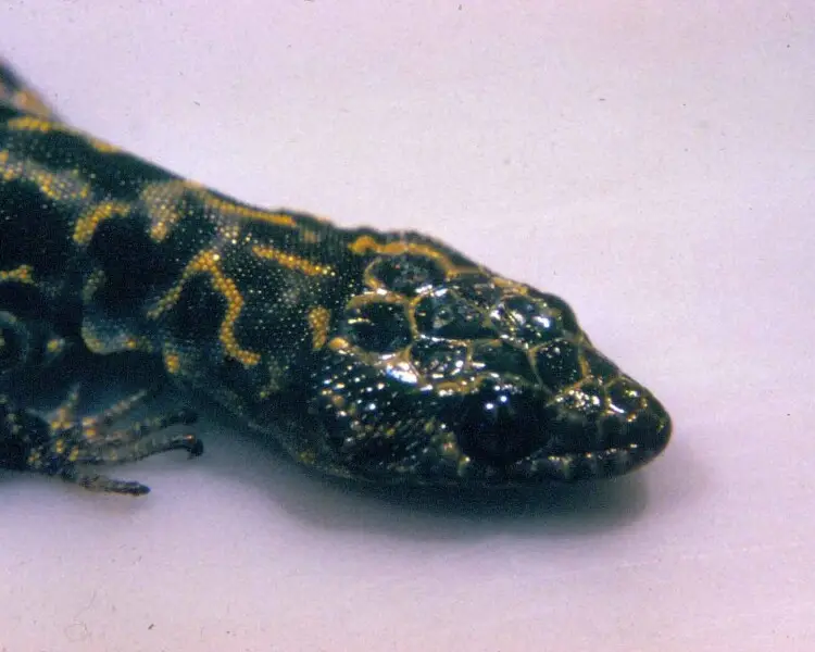 Granite night lizard - Facts, Diet, Habitat & Pictures on Animalia.bio