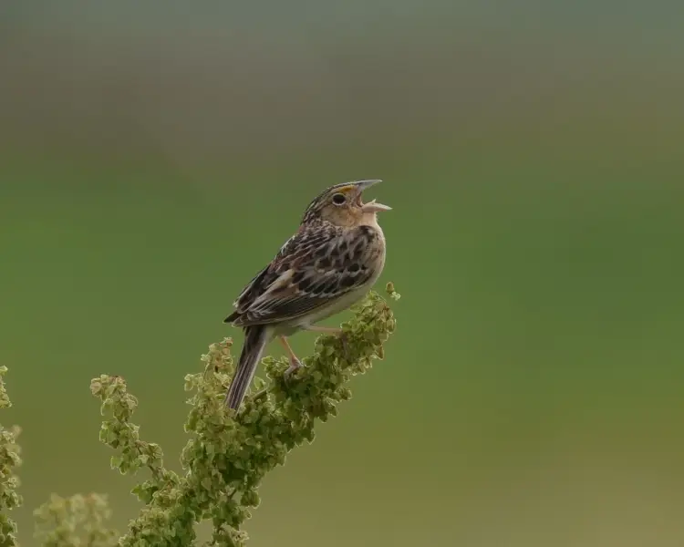 Grasshopper Sparrow - Facts, Diet, Habitat & Pictures on Animalia.bio