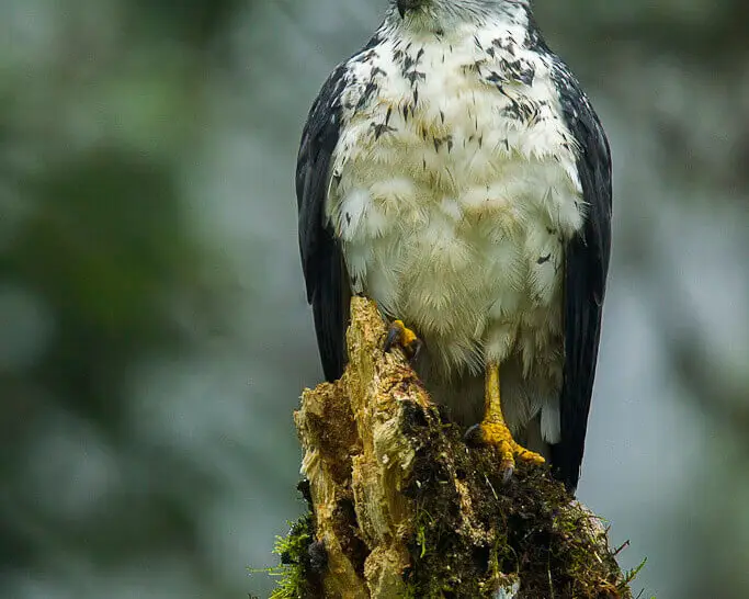 Pseudastur occidentalis - факти, дієта, ареал і фотографії на Animalia.bio