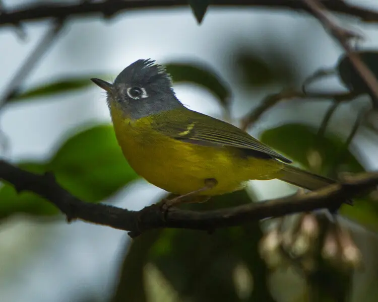 Datos de Seicercus poliogenys, dieta, hábitat e imágenes en Animalia.bio