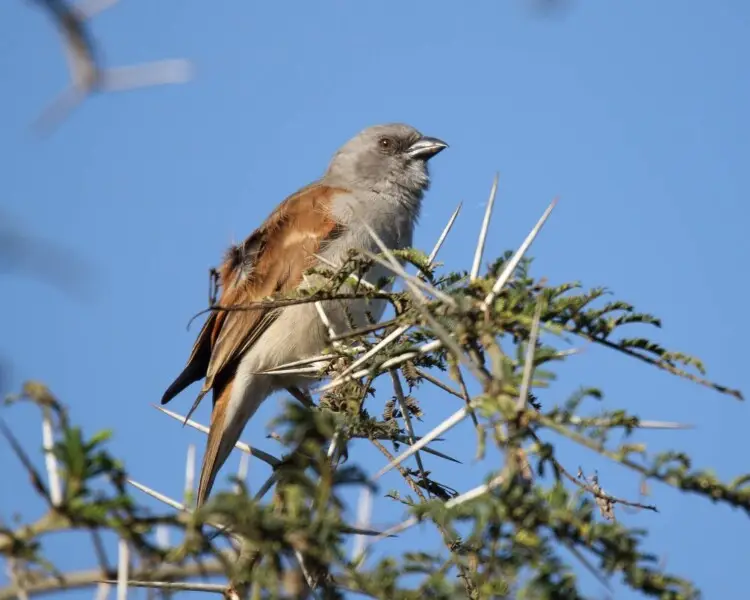 Northern grey-headed sparrow - Facts, Diet, Habitat & Pictures on ...
