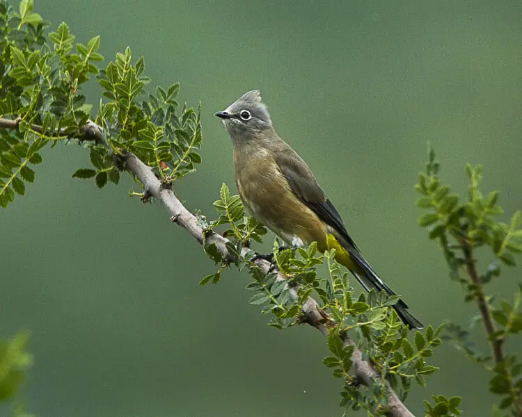 Grey silky-flycatcher - Facts, Diet, Habitat & Pictures on Animalia.bio