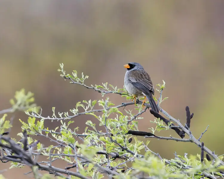 Grey-winged Inca finch - Facts, Diet, Habitat & Pictures on Animalia.bio