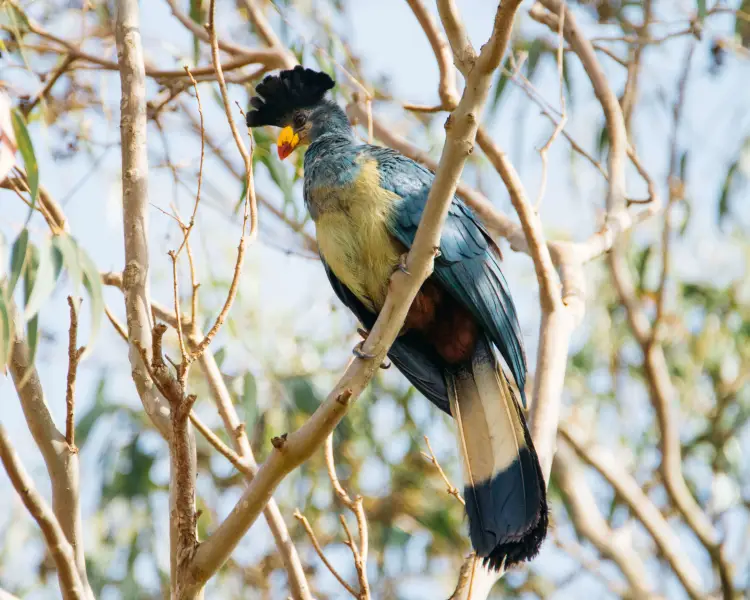 Great Blue Turaco - Facts, Diet, Habitat & Pictures on Animalia.bio