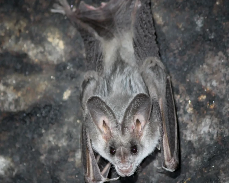 Megaderma lyra - факти, дієта, ареал і фотографії на Animalia.bio