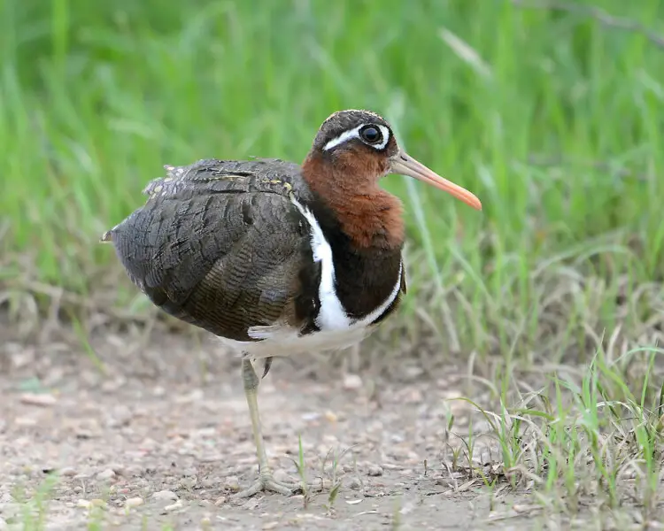 Greater painted-snipe - Facts, Diet, Habitat & Pictures on Animalia.bio