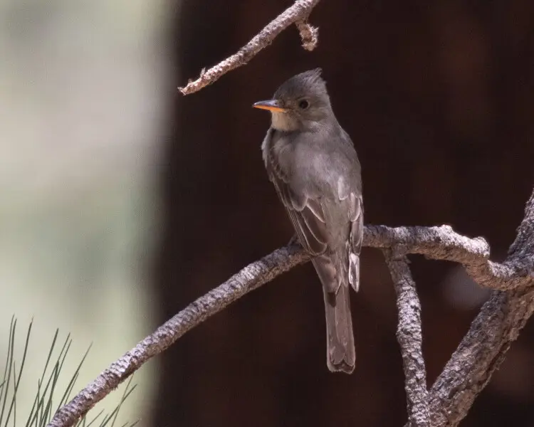 Greater pewee - Facts, Diet, Habitat & Pictures on Animalia.bio