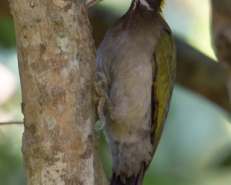 Greater yellownape - Facts, Diet, Habitat & Pictures on Animalia.bio