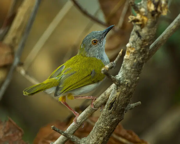 Green-backed camaroptera - Facts, Diet, Habitat & Pictures on Animalia.bio