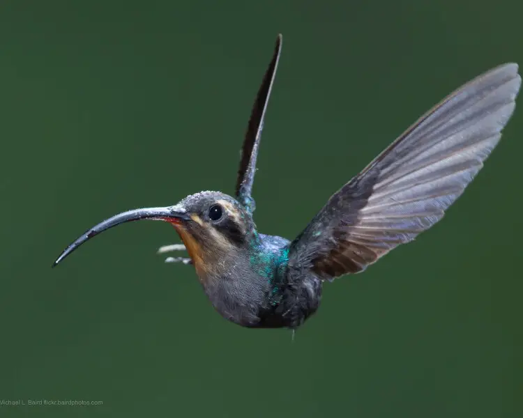 Green hermit - Facts, Diet, Habitat & Pictures on Animalia.bio