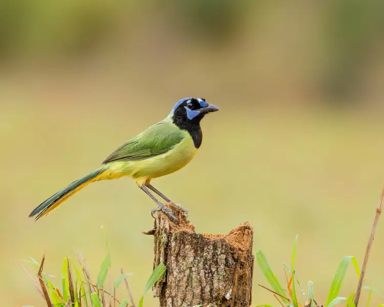 Green Jay - Facts, Diet, Habitat & Pictures on Animalia.bio