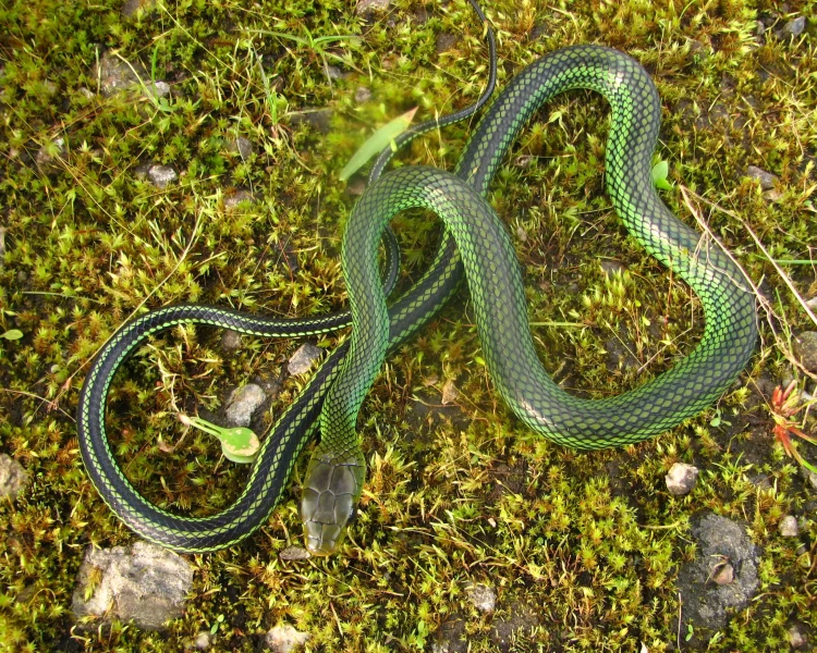 Ptyas nigromarginata - факти, дієта, ареал і фотографії на Animalia.bio