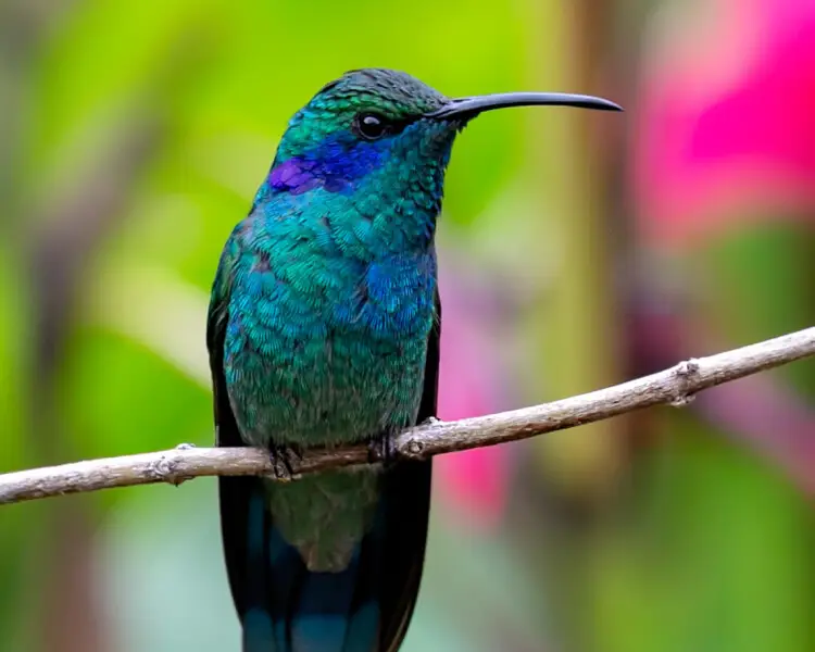 Lesser violetear - Facts, Diet, Habitat & Pictures on Animalia.bio
