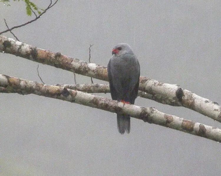 Grey-headed goshawk - Facts, Diet, Habitat & Pictures on Animalia.bio