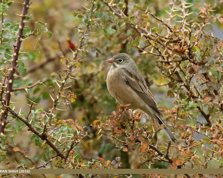 Grey-necked bunting - Facts, Diet, Habitat & Pictures on Animalia.bio