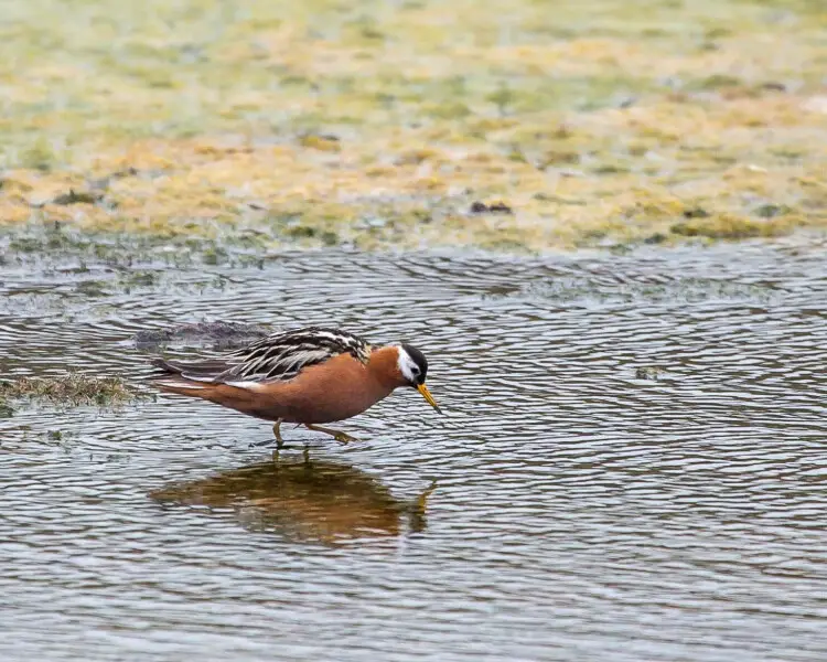 Red phalarope - Facts, Diet, Habitat & Pictures on Animalia.bio