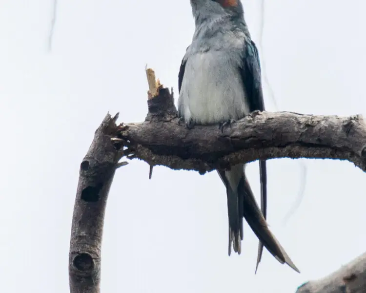Grey-rumped treeswift - Facts, Diet, Habitat & Pictures on Animalia.bio