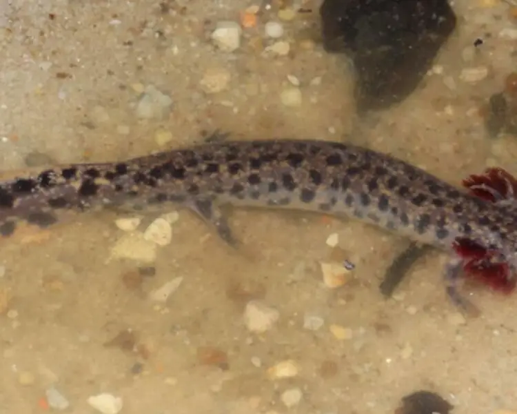 Gulf Coast waterdog - Facts, Diet, Habitat & Pictures on Animalia.bio