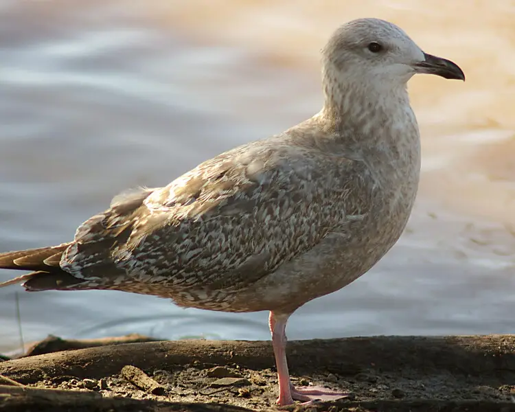 Larus glaucoides thayeri - факти, дієта, ареал і фотографії на Animalia.bio