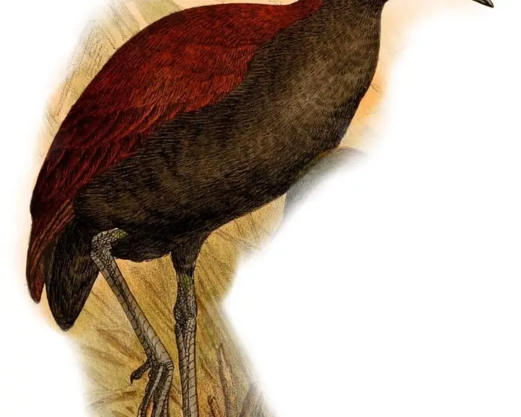 Blue-faced rail - Facts, Diet, Habitat & Pictures on Animalia.bio