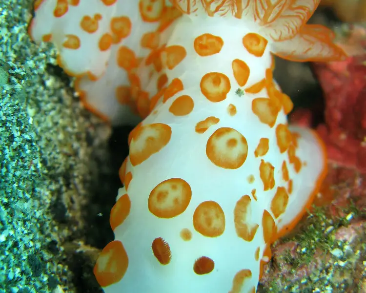 Gymnodoris rubropapulosa - Fatti, dieta, habitat e immagini su Animalia.bio