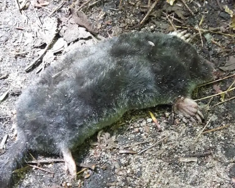 Hairy-tailed mole - Facts, Diet, Habitat & Pictures on Animalia.bio