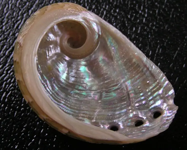 Haliotis coccoradiata - Facts, Diet, Habitat & Pictures on Animalia.bio