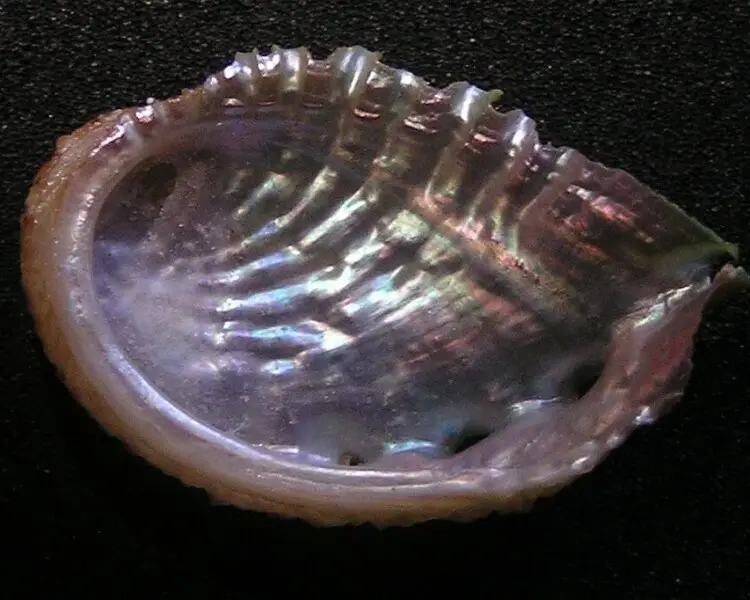 Haliotis jacnensis - Facts, Diet, Habitat & Pictures on Animalia.bio