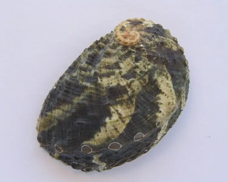 Haliotis planata - Facts, Diet, Habitat & Pictures on Animalia.bio