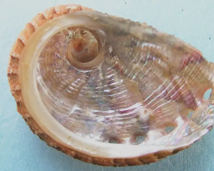 Haliotis queketti - Facts, Diet, Habitat & Pictures on Animalia.bio