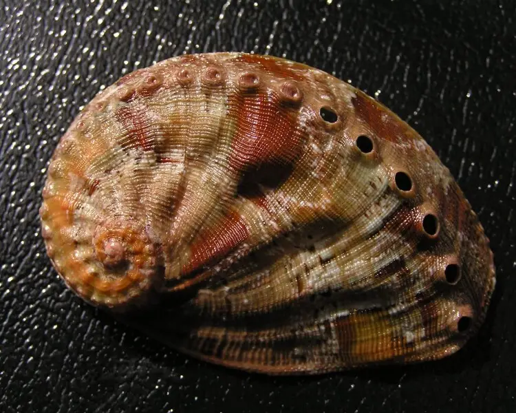 Haliotis semiplicata - факти, дієта, ареал і фотографії на Animalia.bio