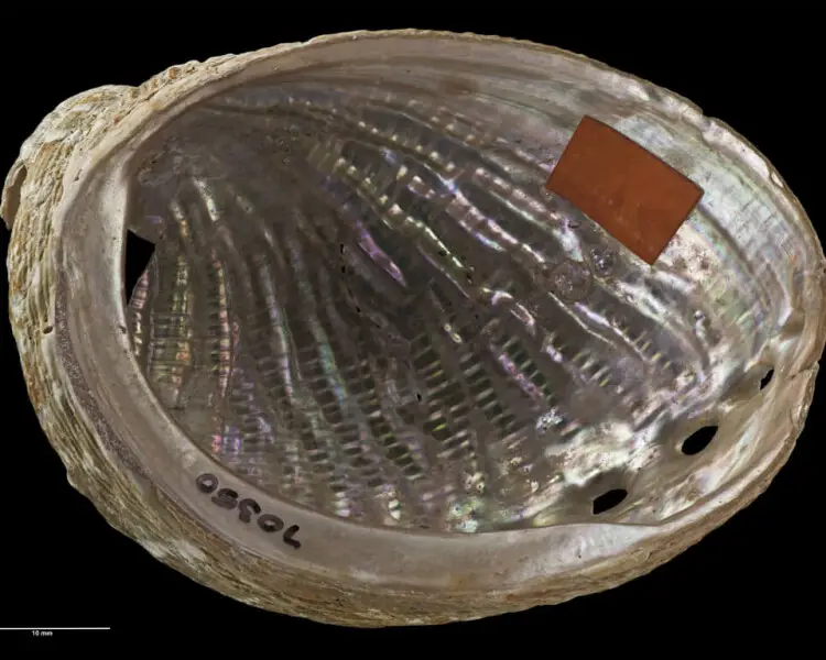 Haliotis virginea - Facts, Diet, Habitat & Pictures on Animalia.bio