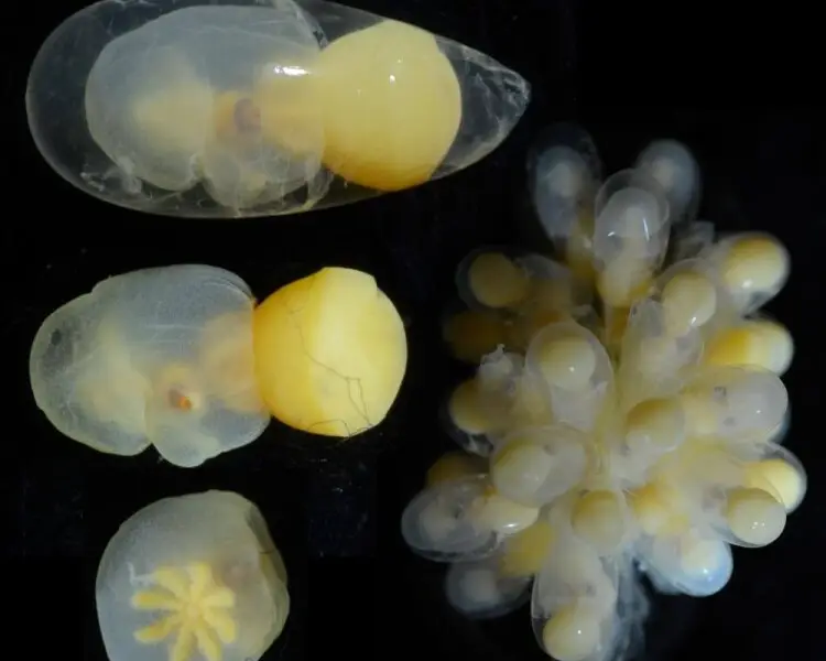 Seven-arm octopus - Facts, Diet, Habitat & Pictures on Animalia.bio